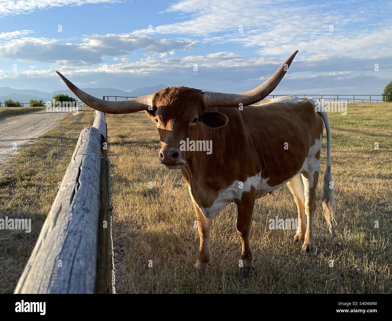 See steer hi-res stock photography and images - Alamy