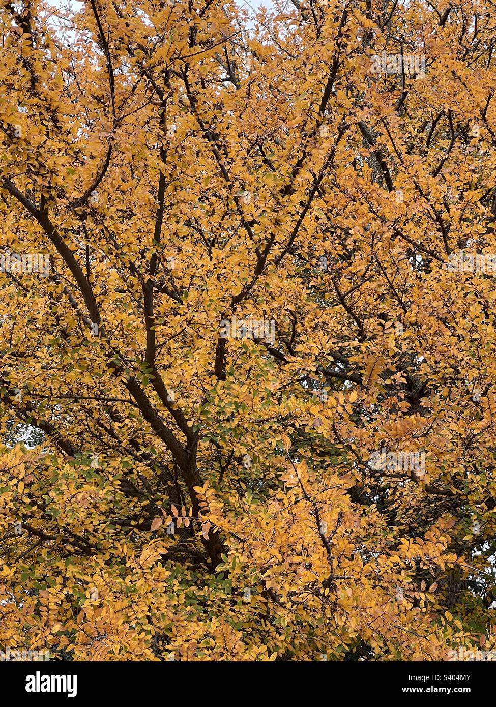 Elm trees in autumn leaves hi-res stock photography and images - Alamy