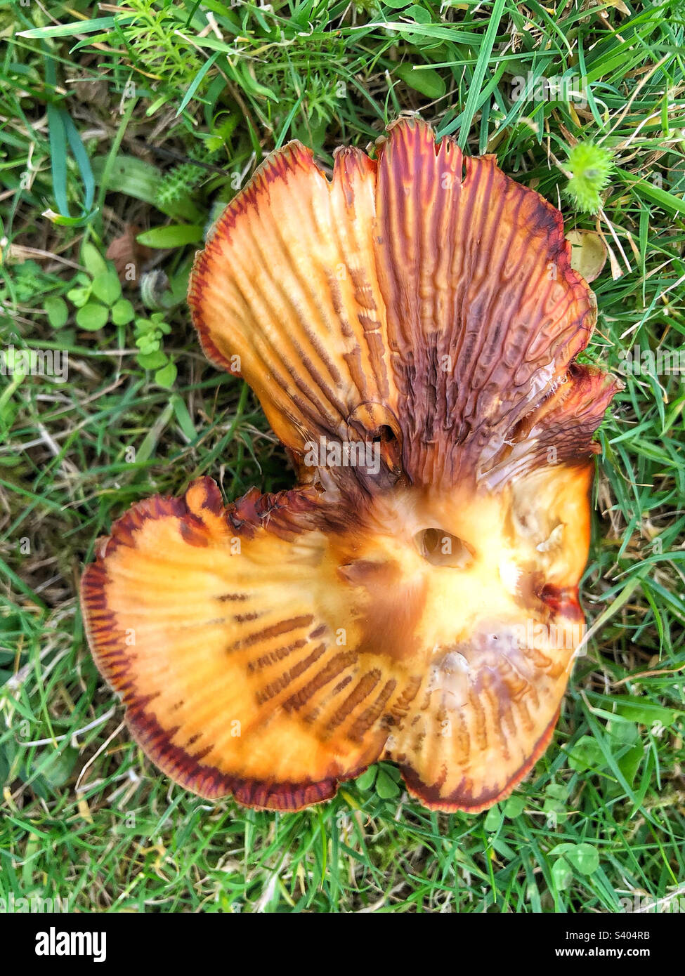 Decomposing mushroom on cliffs in Dorset United Kingdom Stock Photo - Alamy