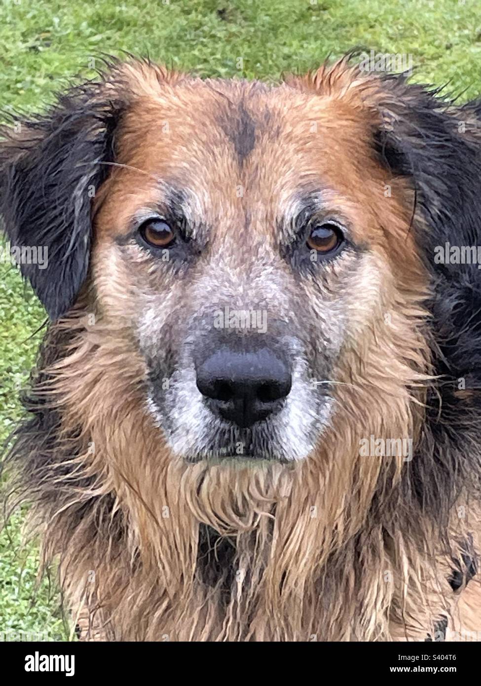 Attractive collie cross dog Stock Photo - Alamy