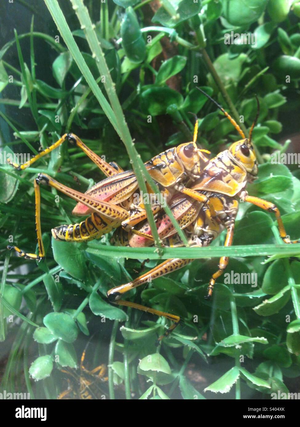 Male female mating hi-res stock photography and images - Alamy