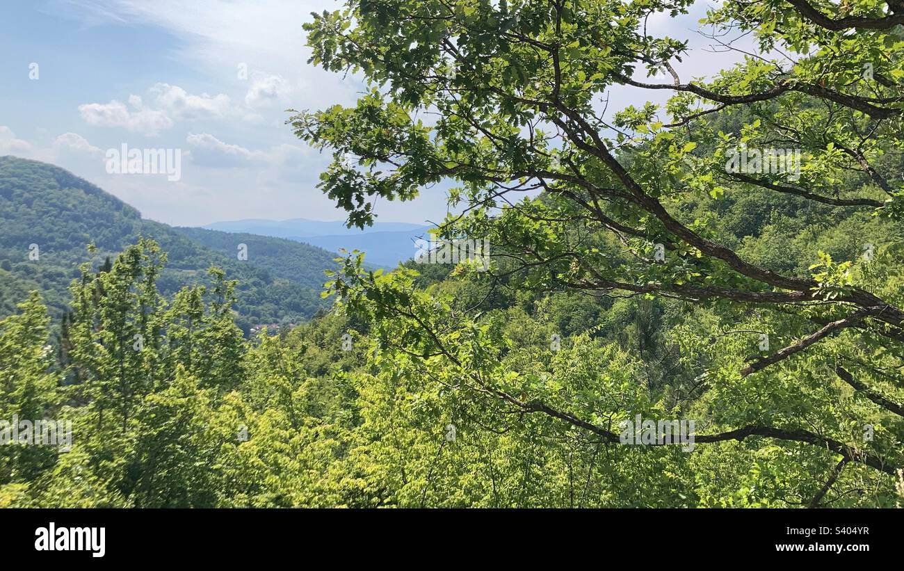 Greenery trees hi-res stock photography and images - Alamy