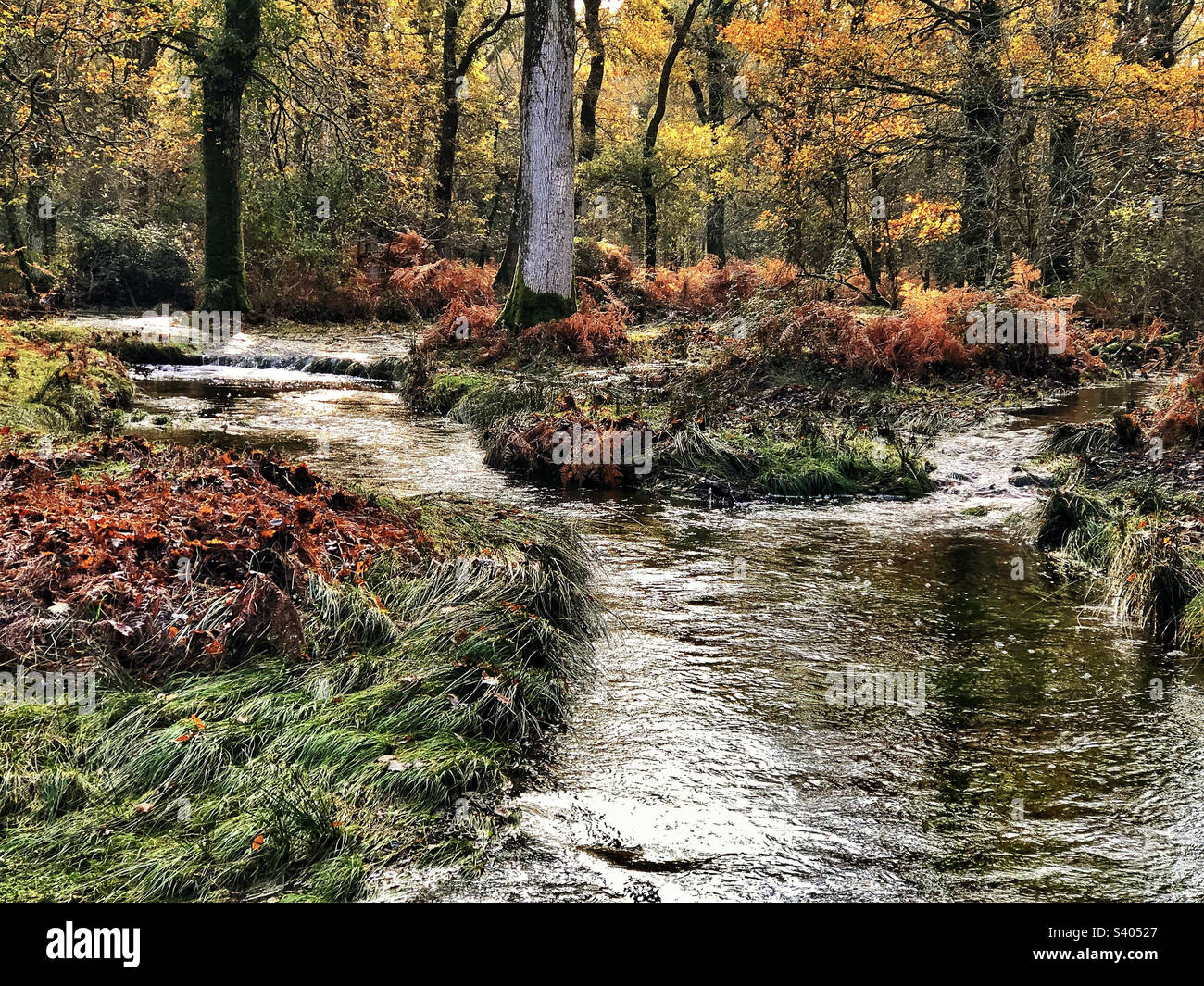 Winding Flechs Water stream in December at the New Forest National Park ...