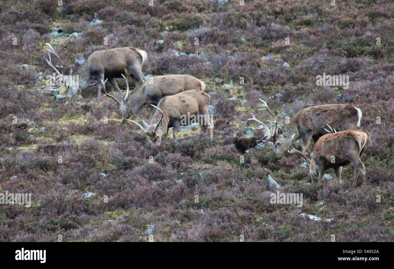 Highland stags hi-res stock photography and images - Alamy
