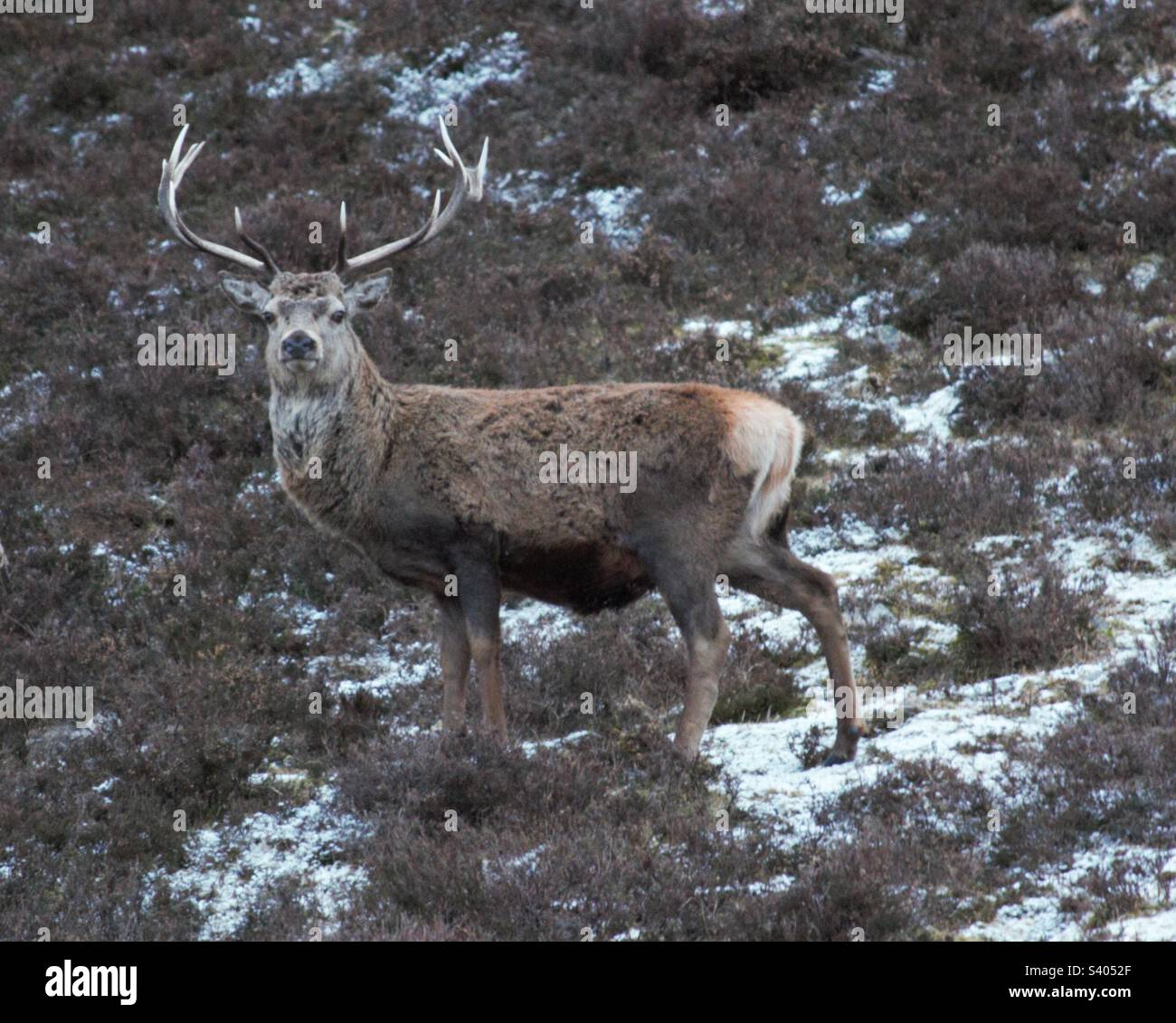 Stag wild hi-res stock photography and images - Alamy