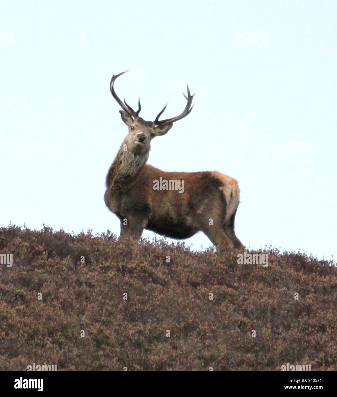 Stag wild hi-res stock photography and images - Alamy