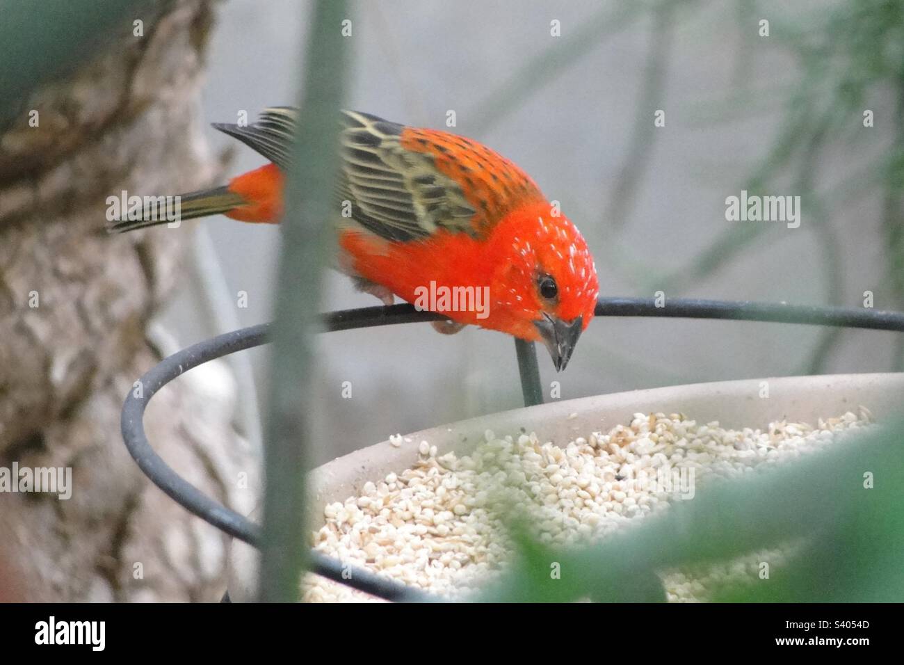 Garden bird eating seeds hi-res stock photography and images - Alamy