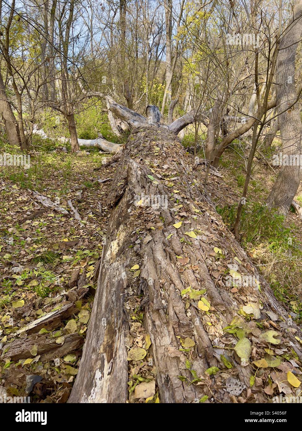 Large fallen tree in the woods with fall leaves scattered around in the ...