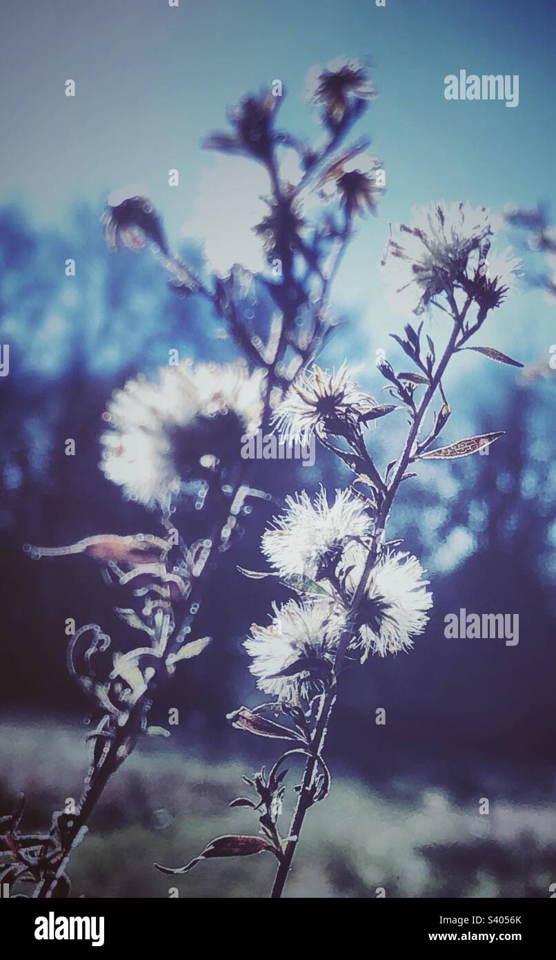 Plant while dormant in late summer or early autumn hi-res stock ...