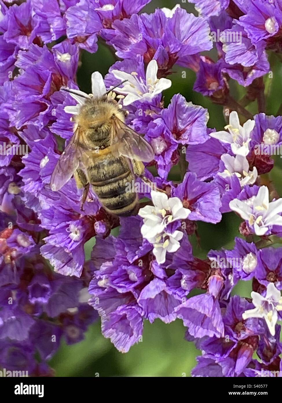 Bee insert hi-res stock photography and images - Alamy