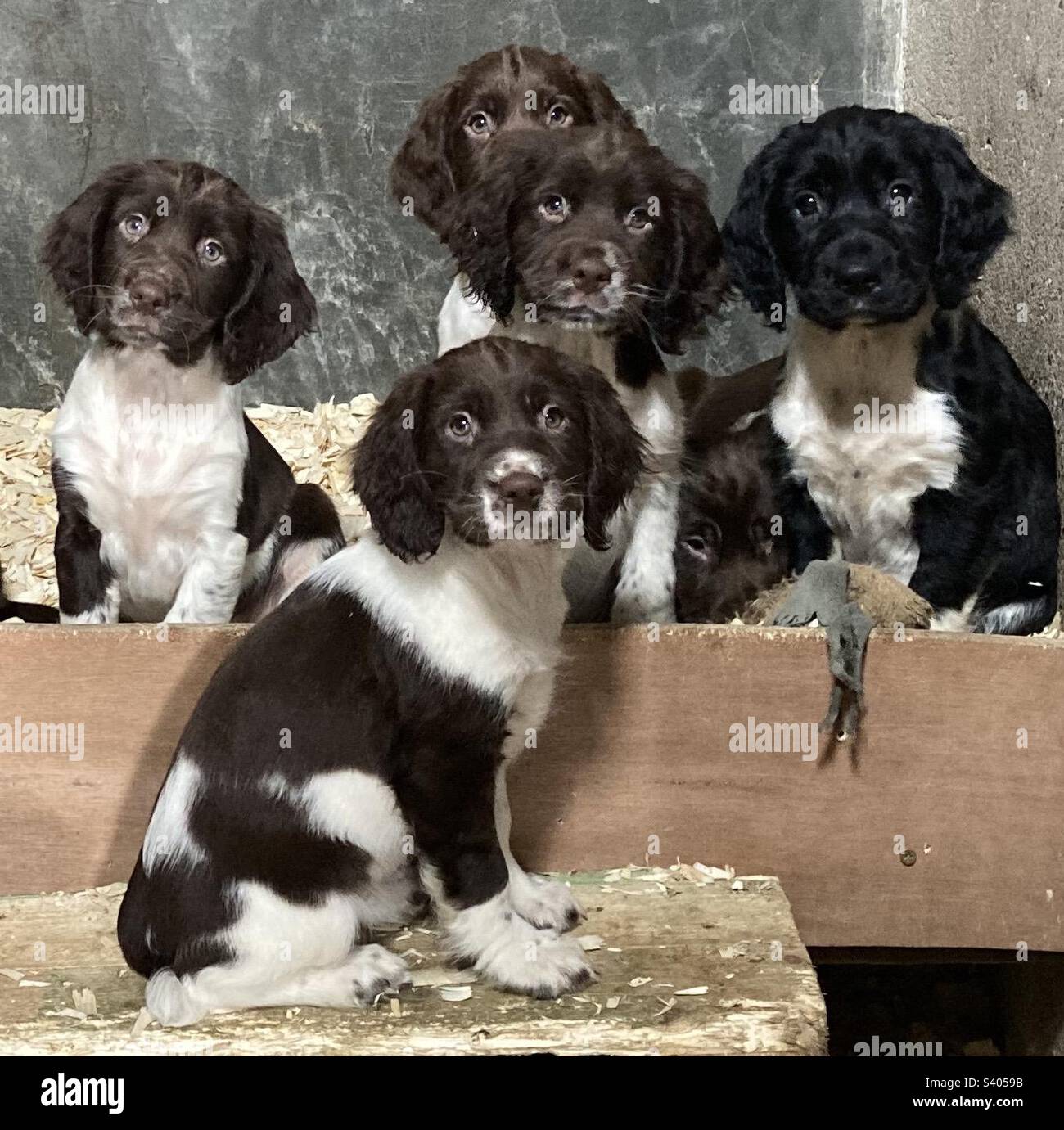 English Springer Spaniel Pups Stock Photo - Alamy