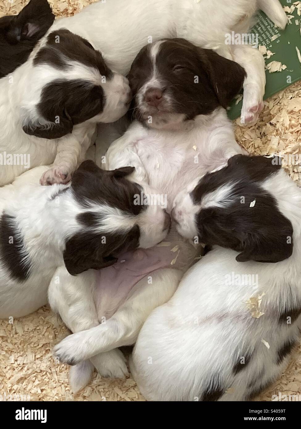 English Springer Spaniel Puppies Stock Photo - Alamy