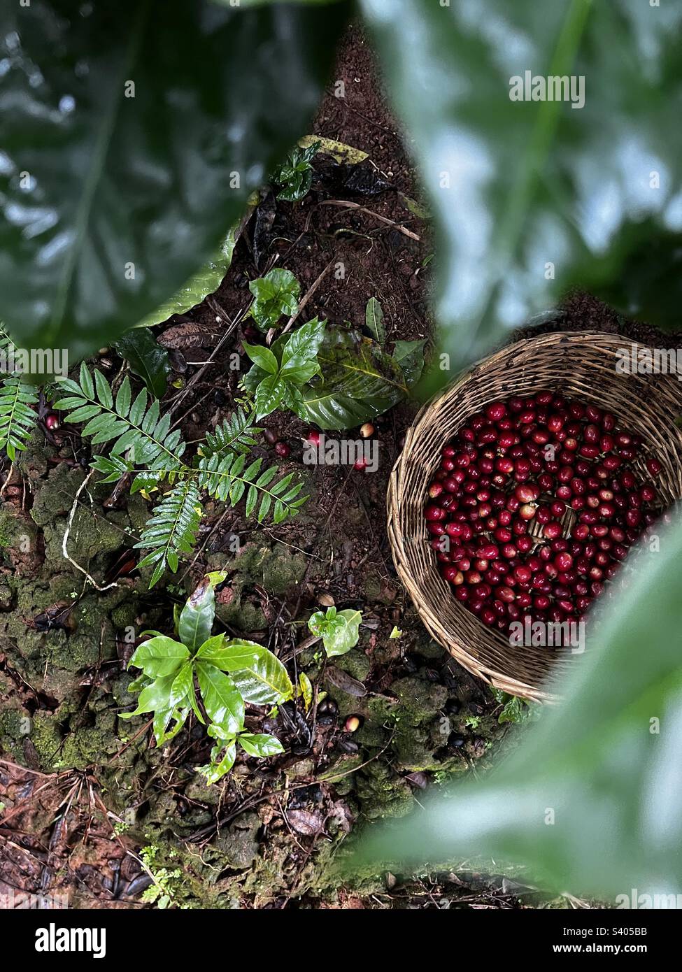 Coffee puerto rico hi-res stock photography and images - Alamy