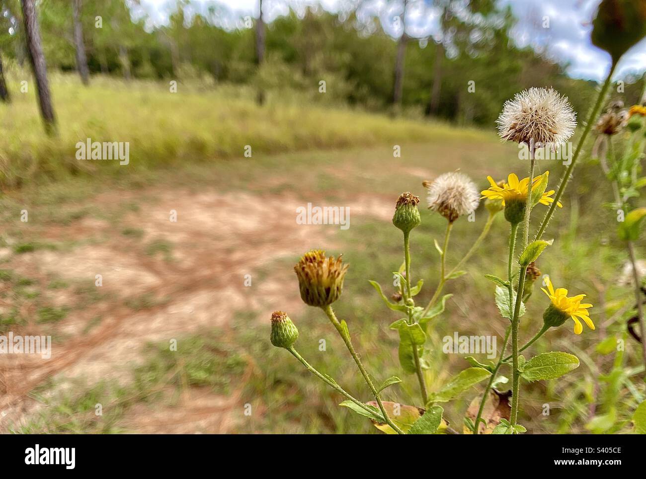 Wildflowers trail hi-res stock photography and images - Alamy