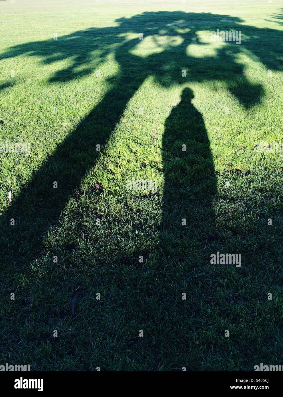 Shadow under tree hi-res stock photography and images - Alamy