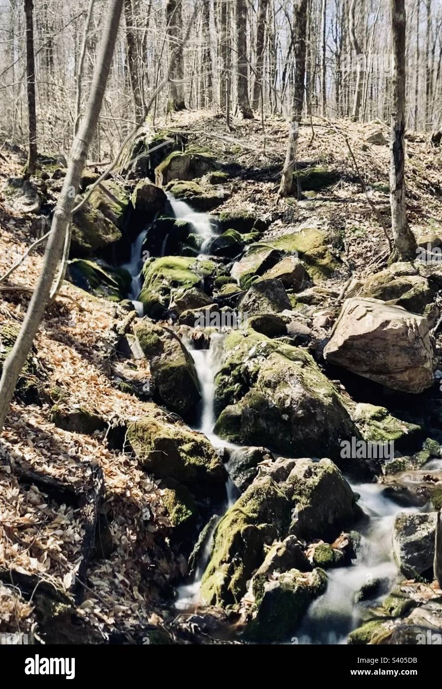 A creek meanders through an early Spring forest Stock Photo - Alamy