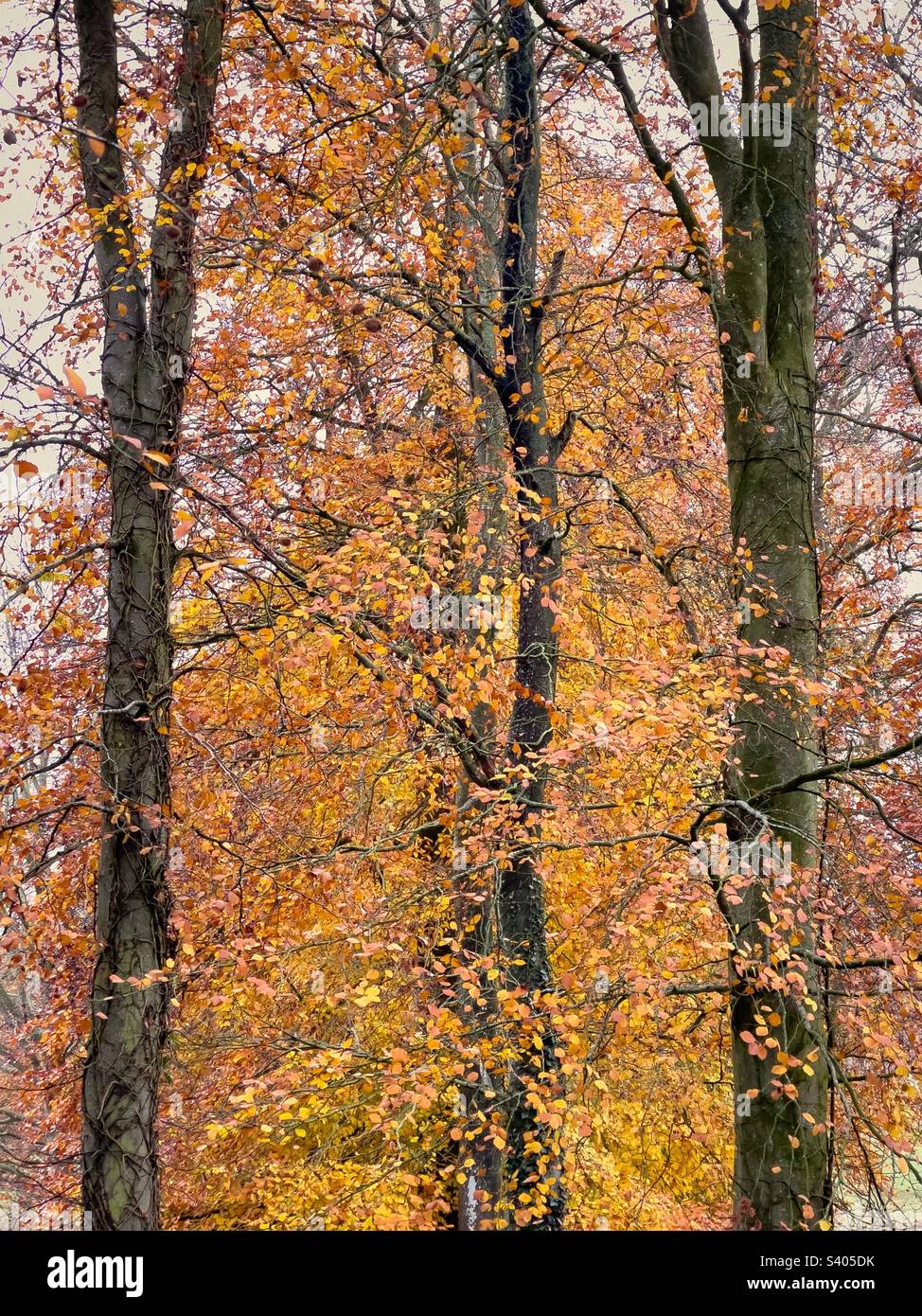 Tree rust colour leaves hi-res stock photography and images - Alamy