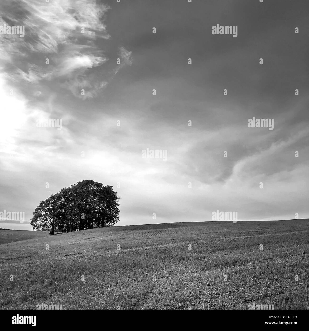 Group of trees hi-res stock photography and images - Alamy