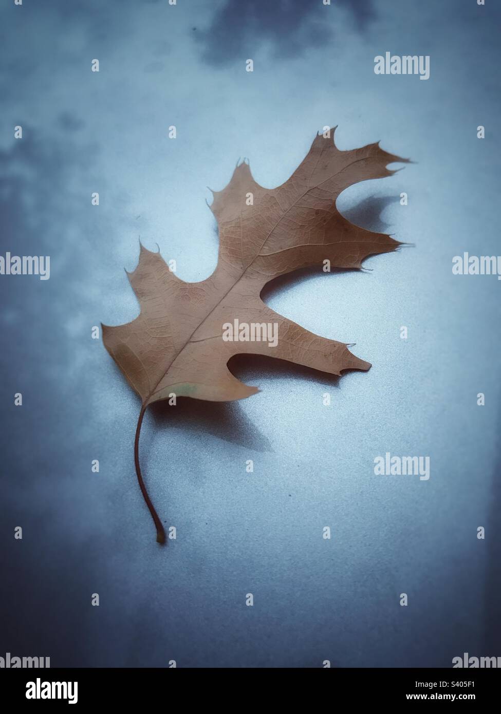 First leaf hi-res stock photography and images - Alamy