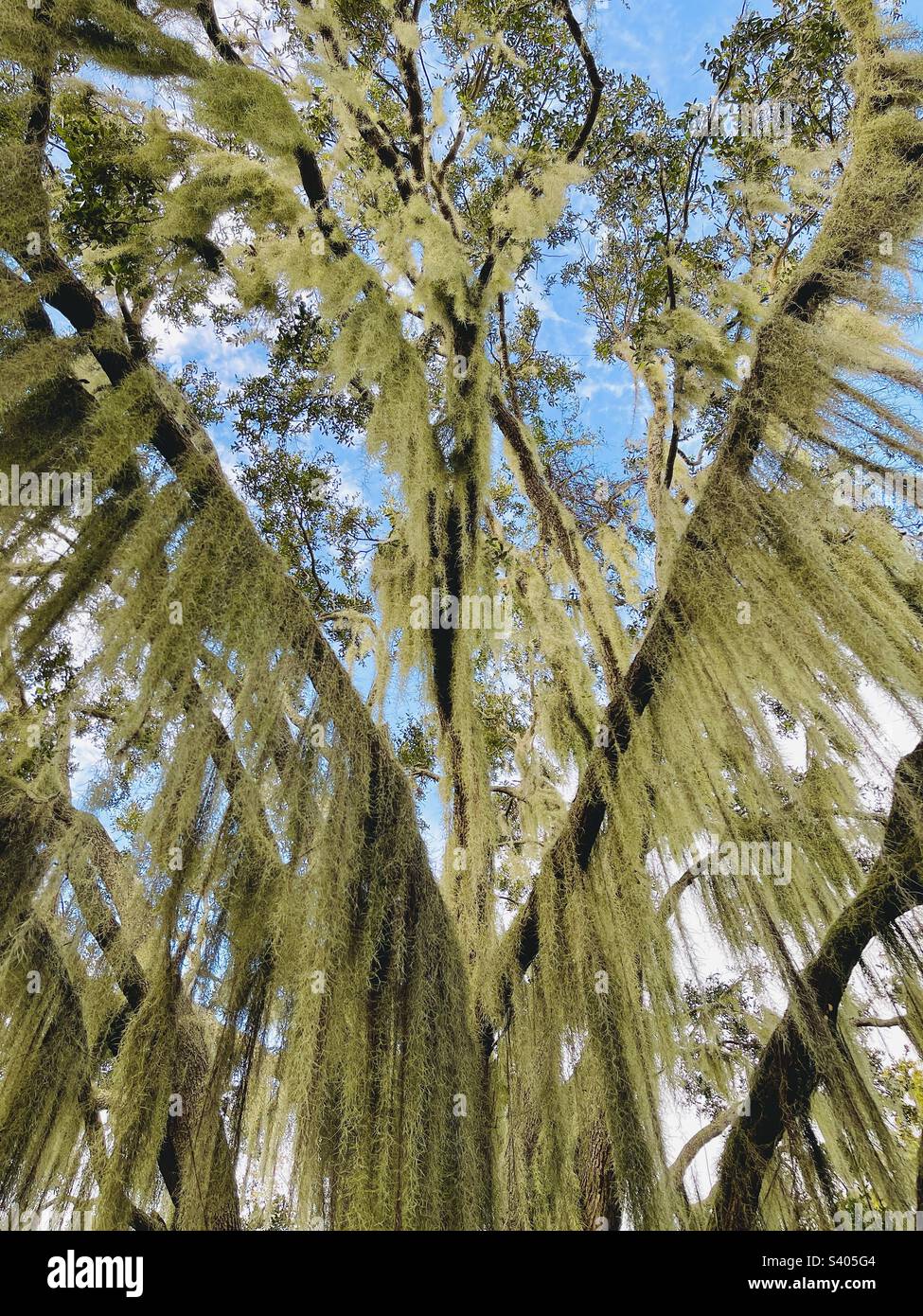 Beautiful spanish moss hi-res stock photography and images - Alamy