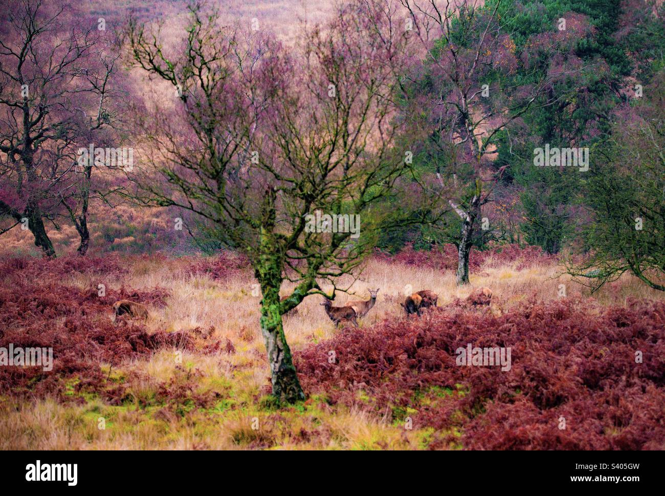Red deer picture hi-res stock photography and images - Alamy