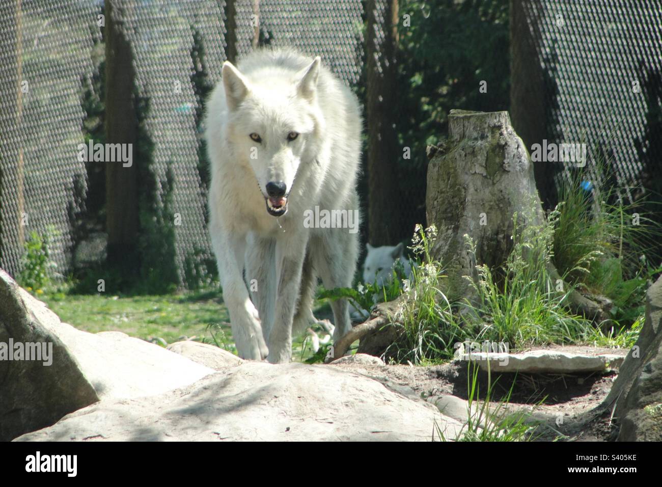 White wolf zoo hi-res stock photography and images - Alamy
