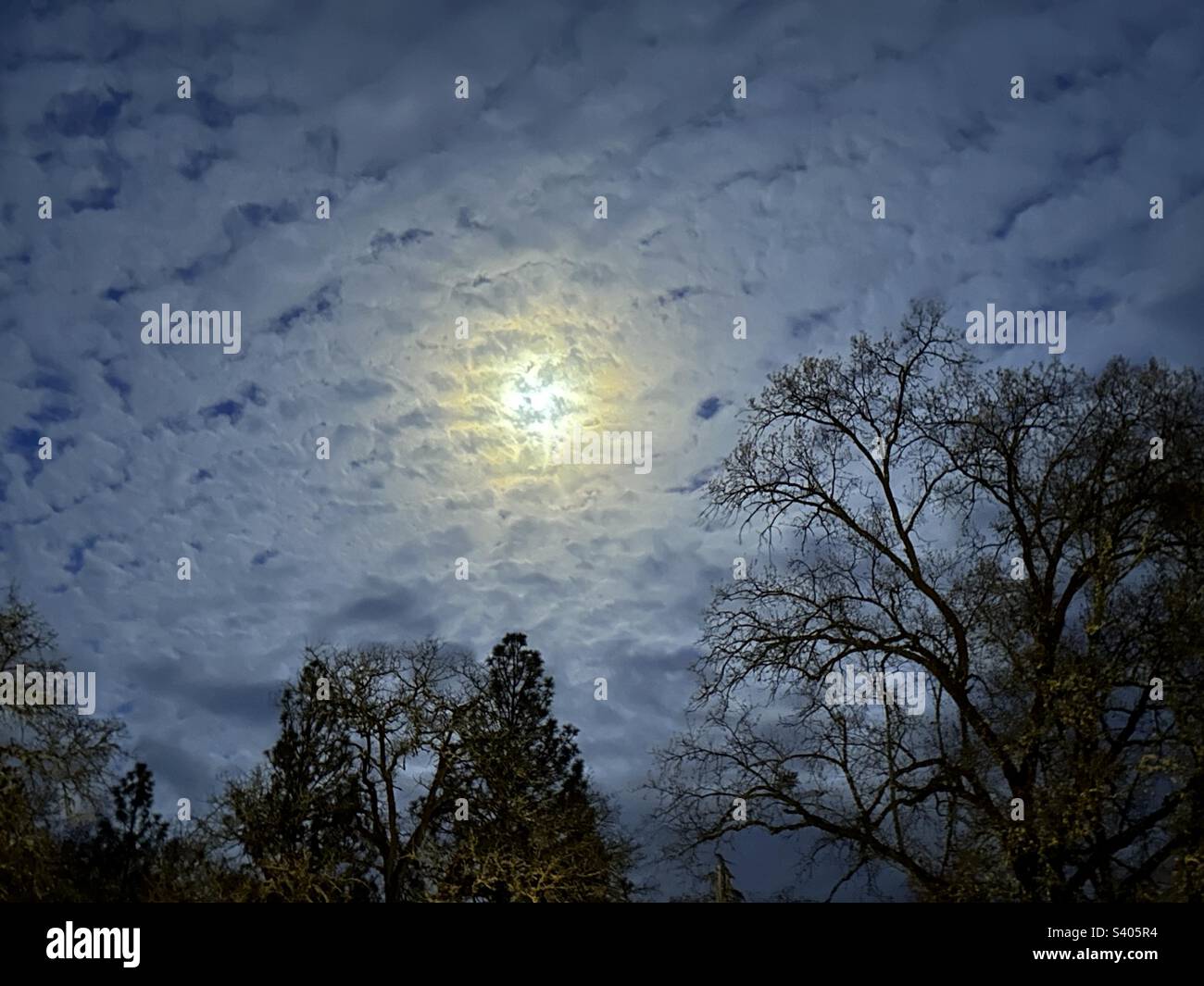 Moonlit trees hi-res stock photography and images - Alamy