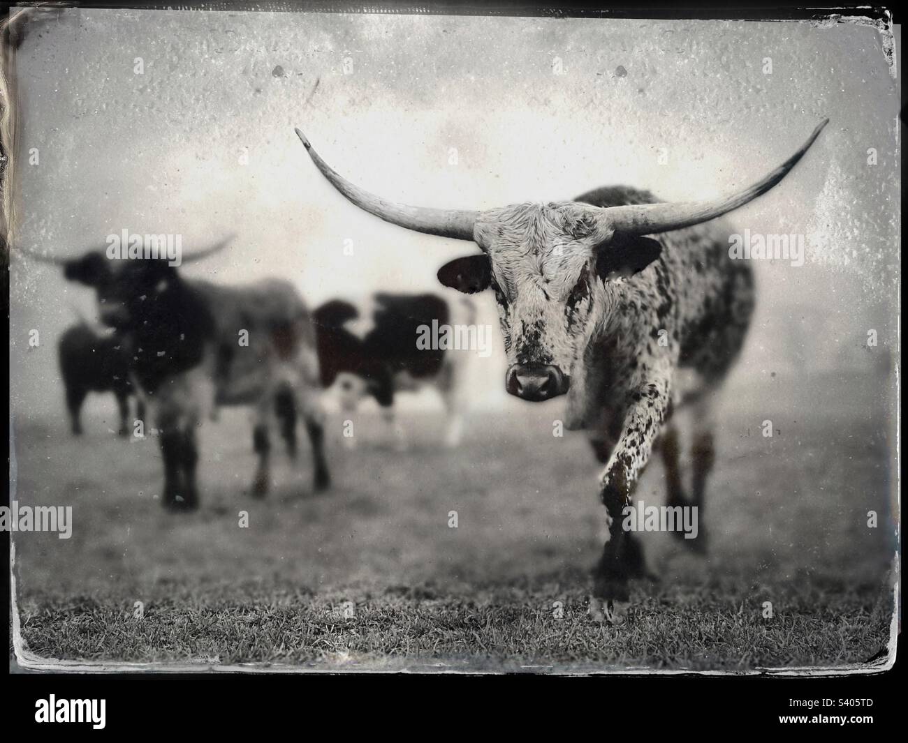 Longhorn Cattle in the Rain Stock Photo - Alamy