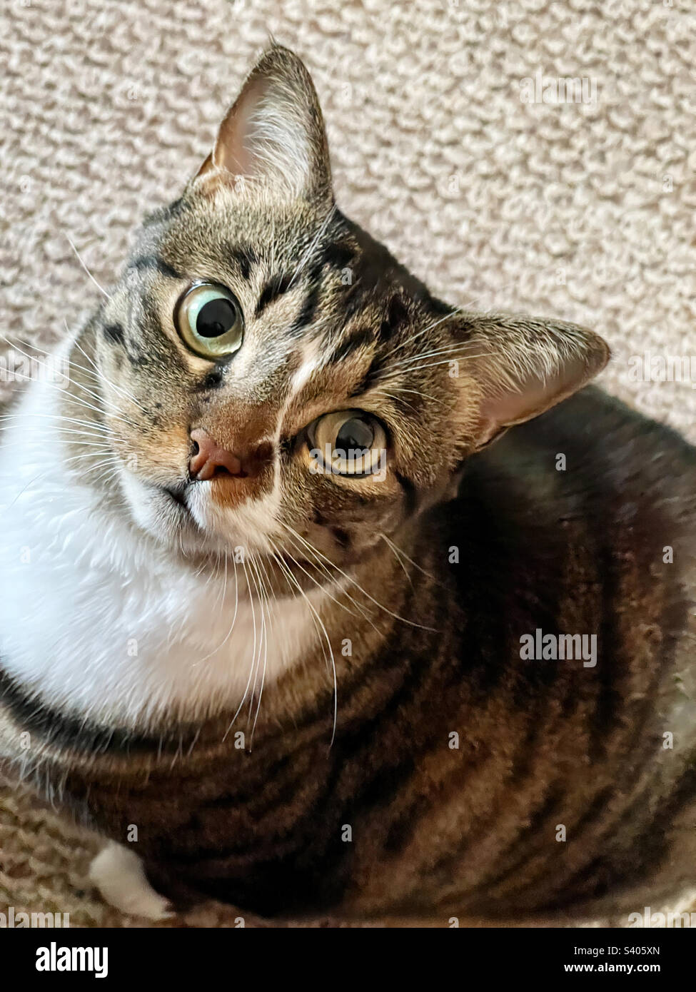 Animal female tabby cat looking up hi-res stock photography and images ...