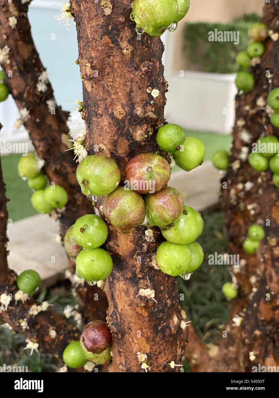 Jabuticaba fruit hi-res stock photography and images - Alamy