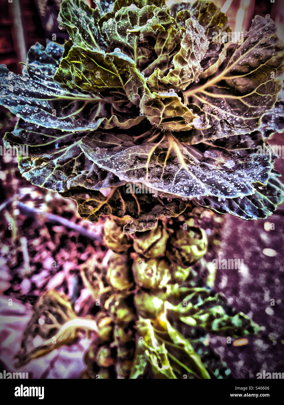 Sprouts on Stalk Stock Photo - Alamy