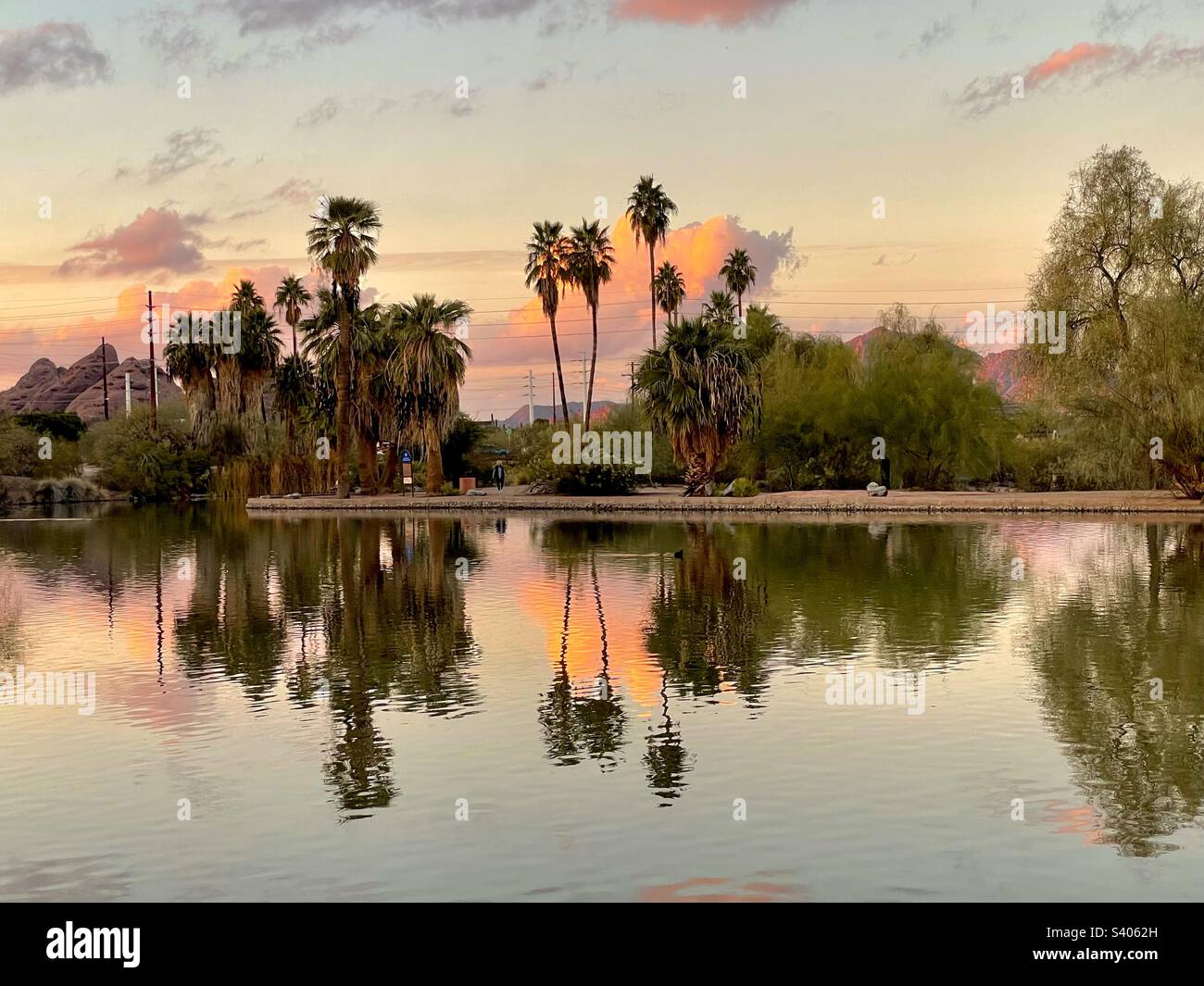 Desert oasis pond with mirror reflections of palm trees and golden pink ...