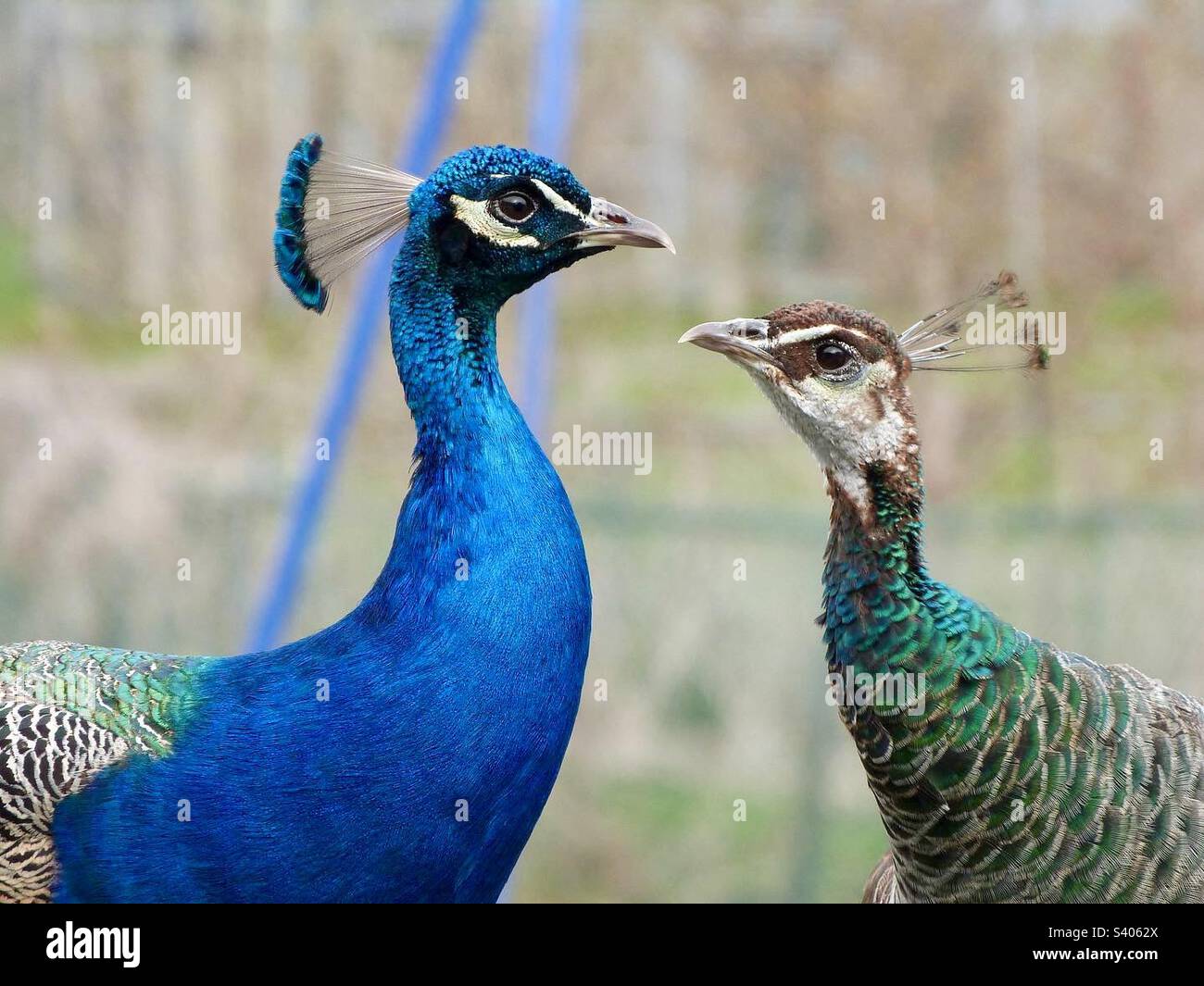 Peacock male and female hi-res stock photography and images - Alamy