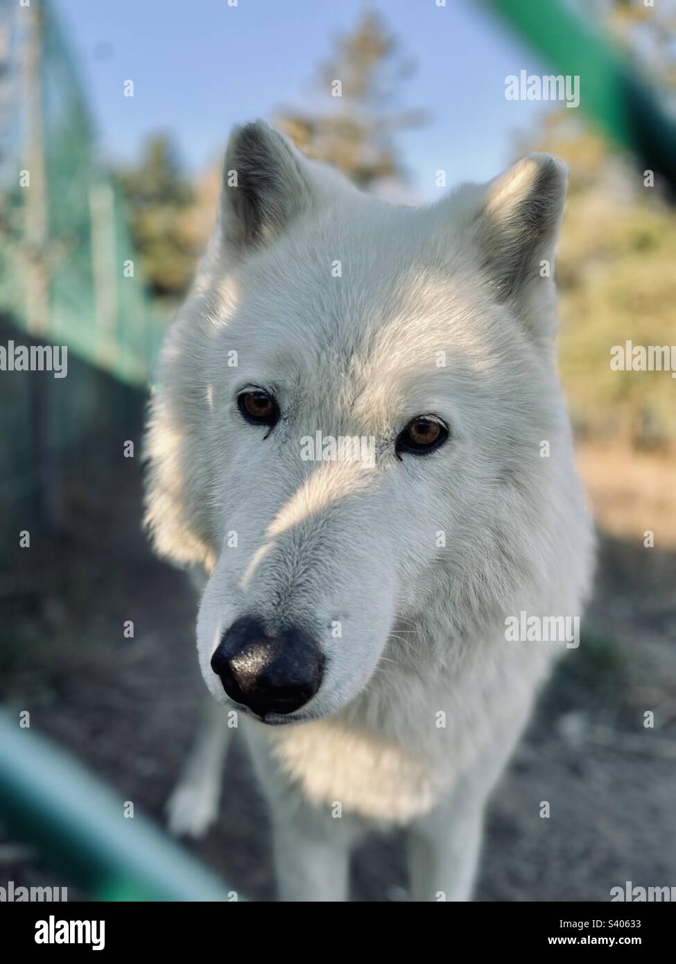 Zoo wolf fence hi-res stock photography and images - Alamy