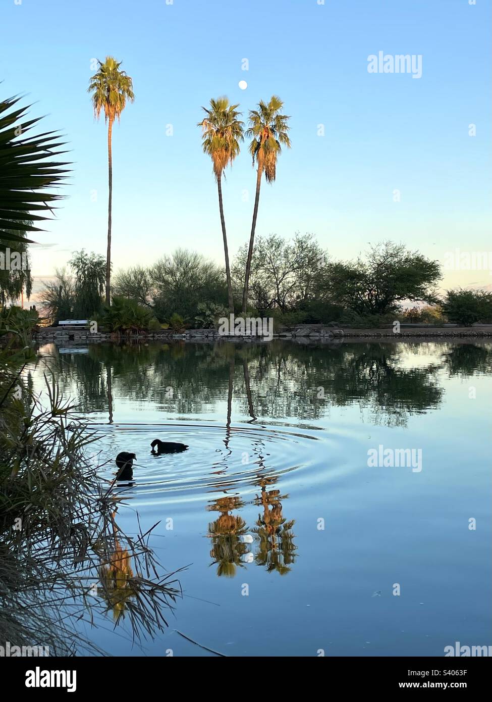 Coots creating ripples in desert oasis pond reflecting palm trees ...