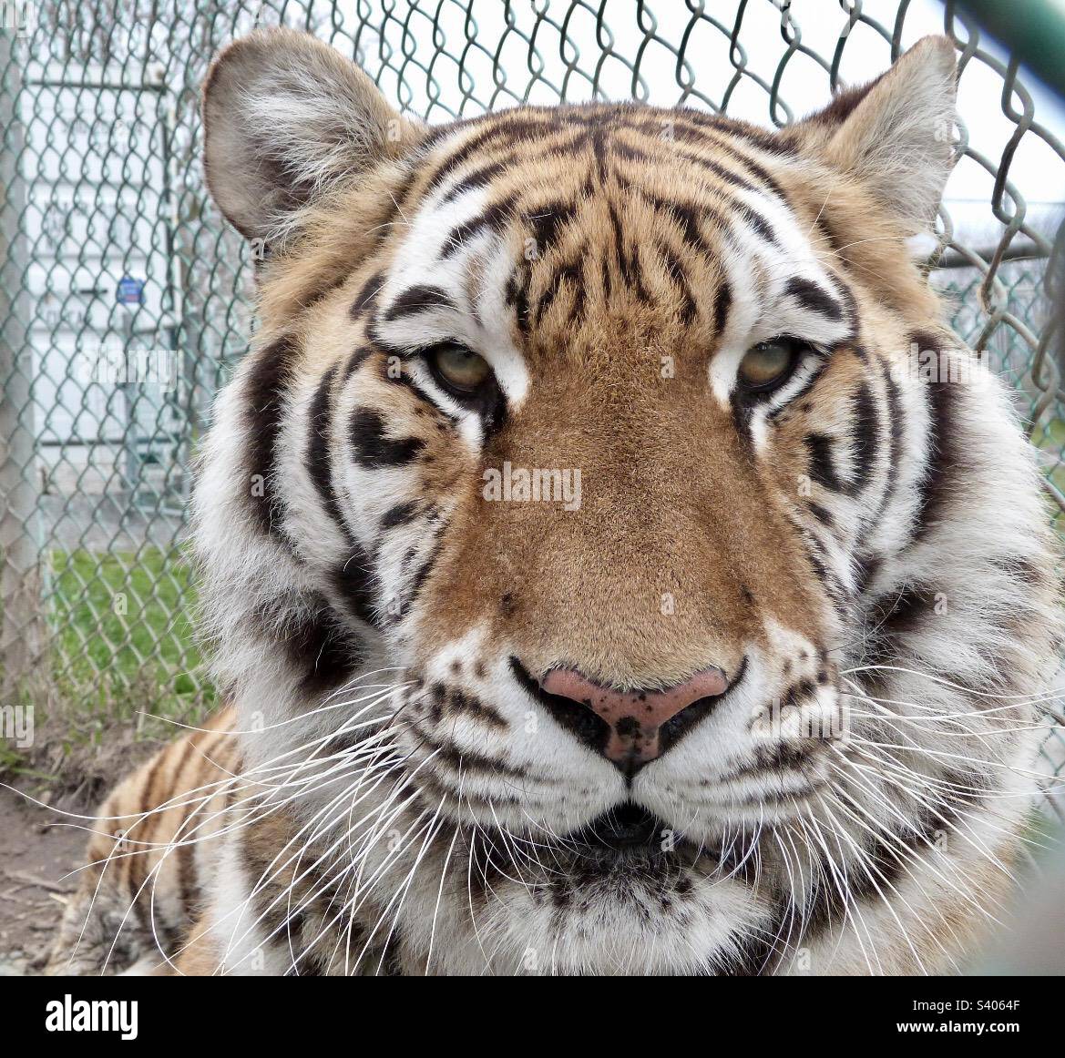 Close up tiger hi-res stock photography and images - Alamy