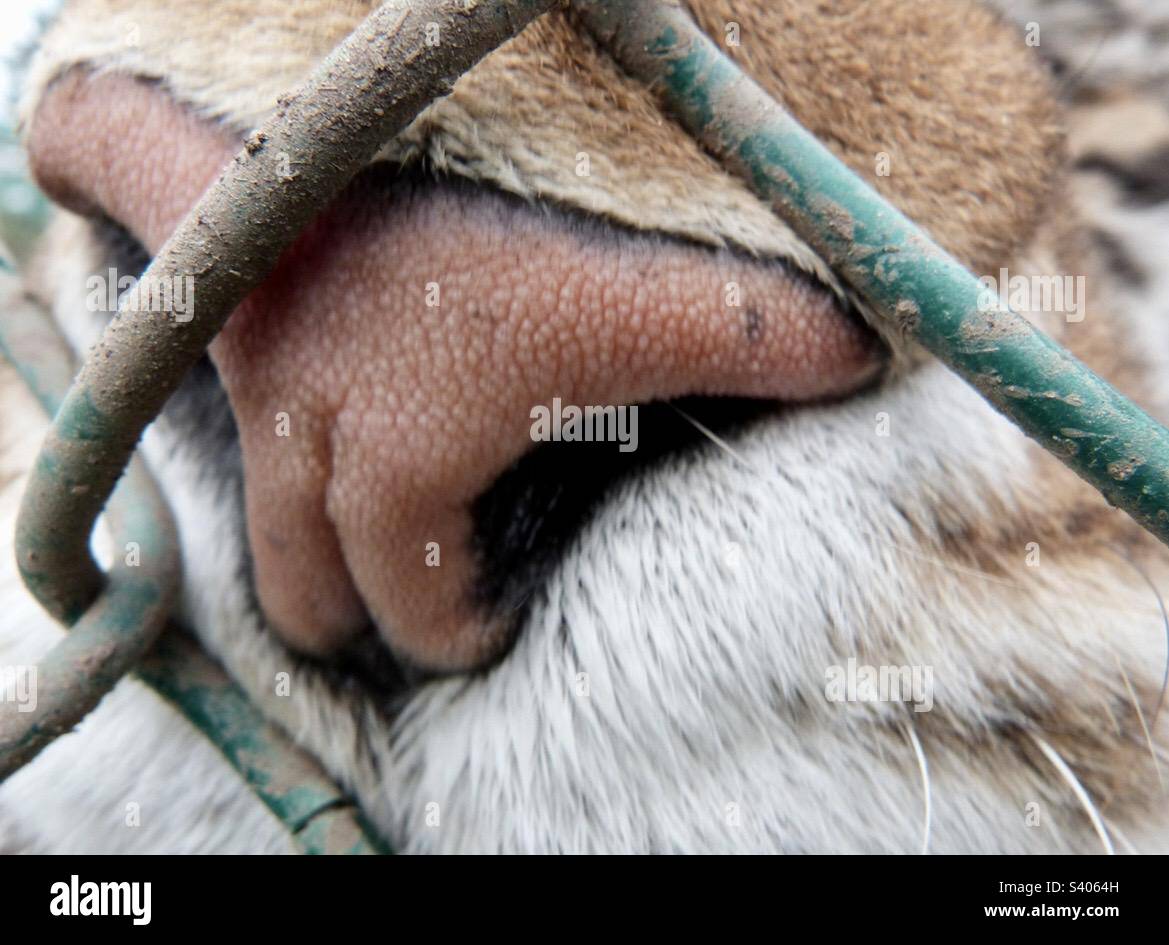 Closeup cat nose hi-res stock photography and images - Alamy