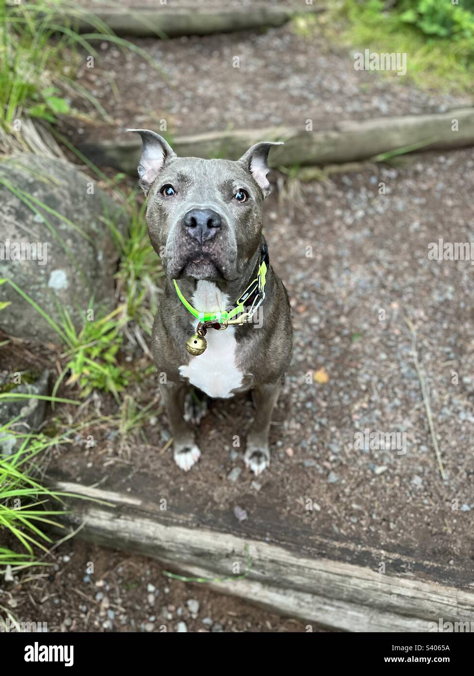 Bully breed hi-res stock photography and images - Alamy