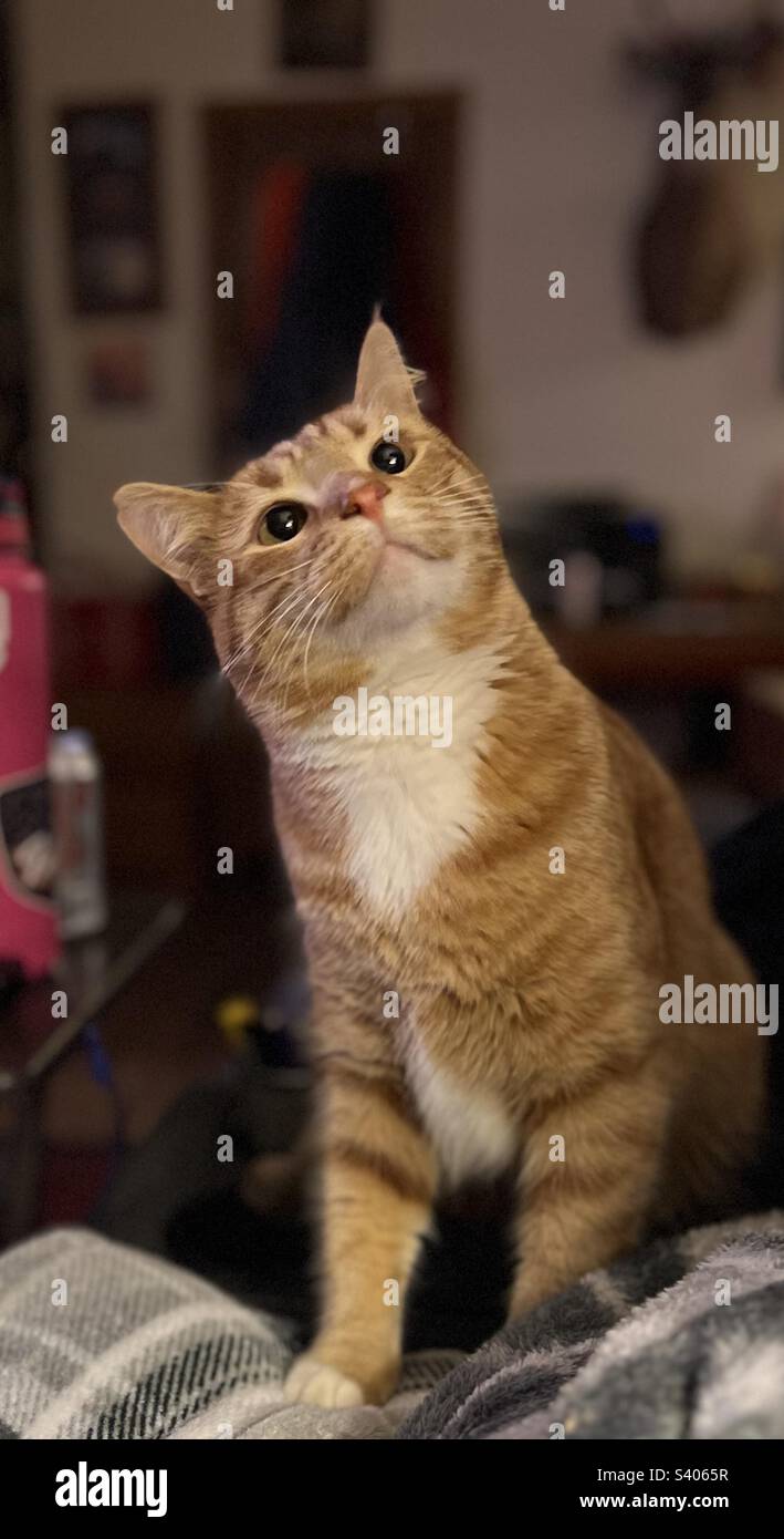 Have you seen this cat hi-res stock photography and images - Alamy