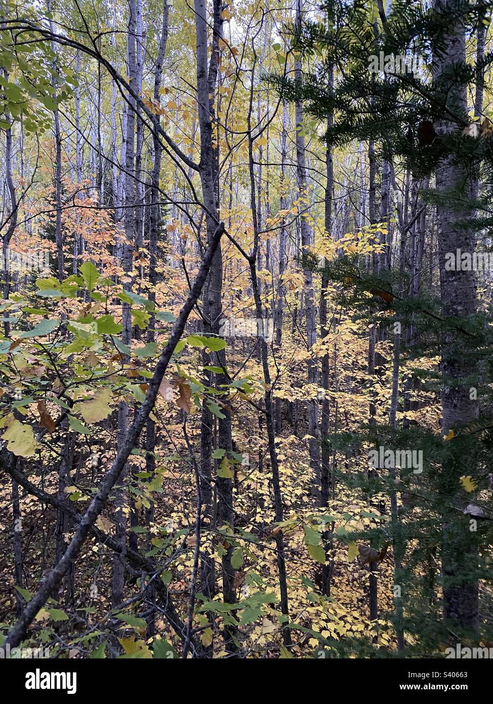 Fall colors in minnesota hi-res stock photography and images - Alamy