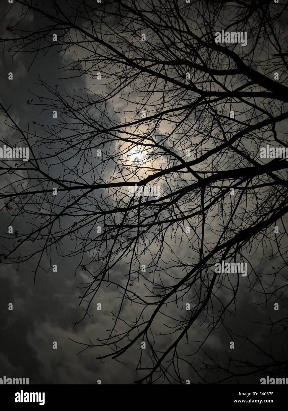 Full moon behind winter trees hi-res stock photography and images - Alamy