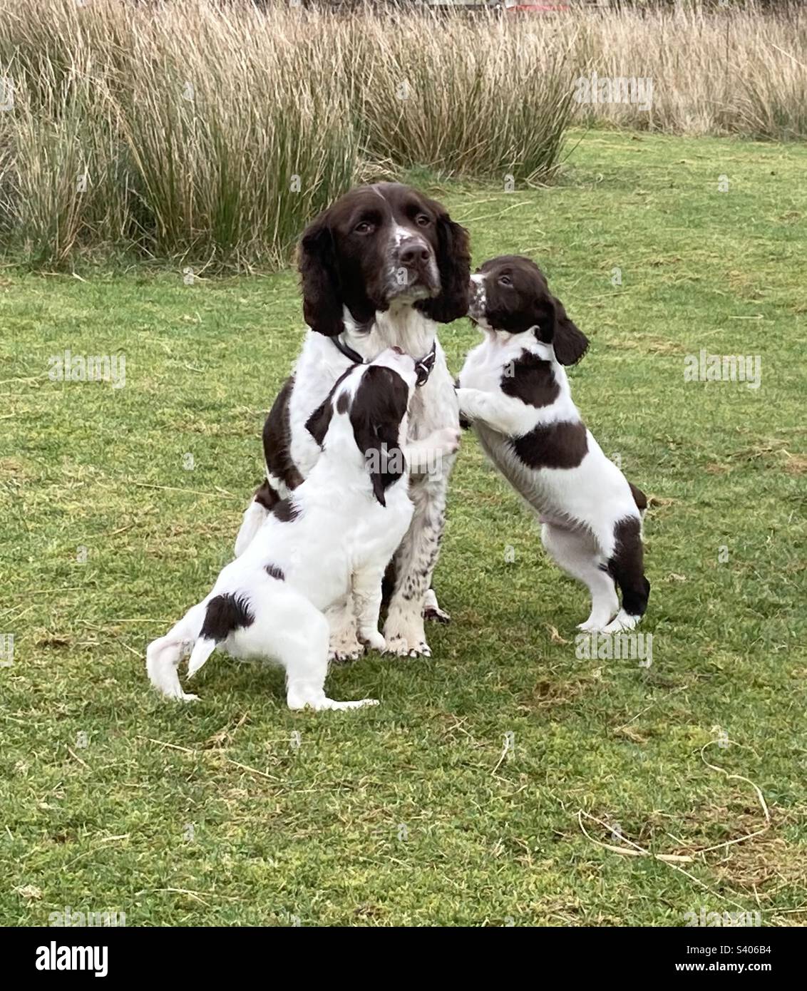 English Springer Spaniels. Pups Stock Photo - Alamy