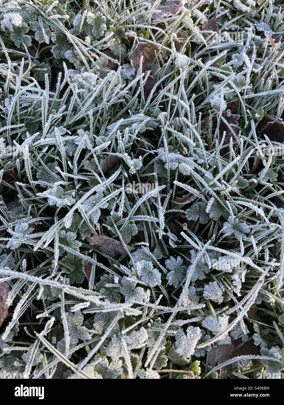 Frost grass winter hi-res stock photography and images - Alamy