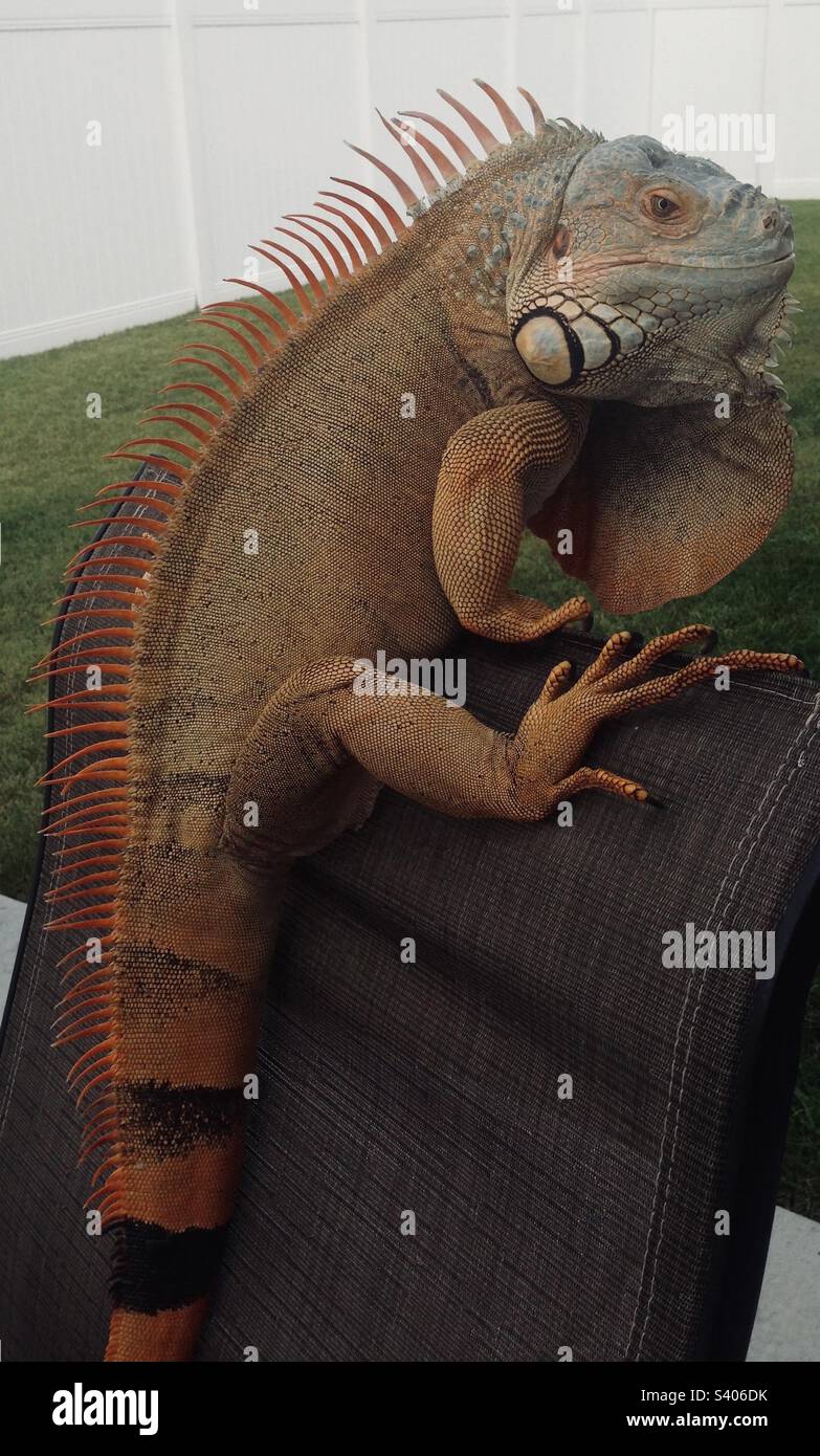Iguana lizard pet animal hi-res stock photography and images - Alamy