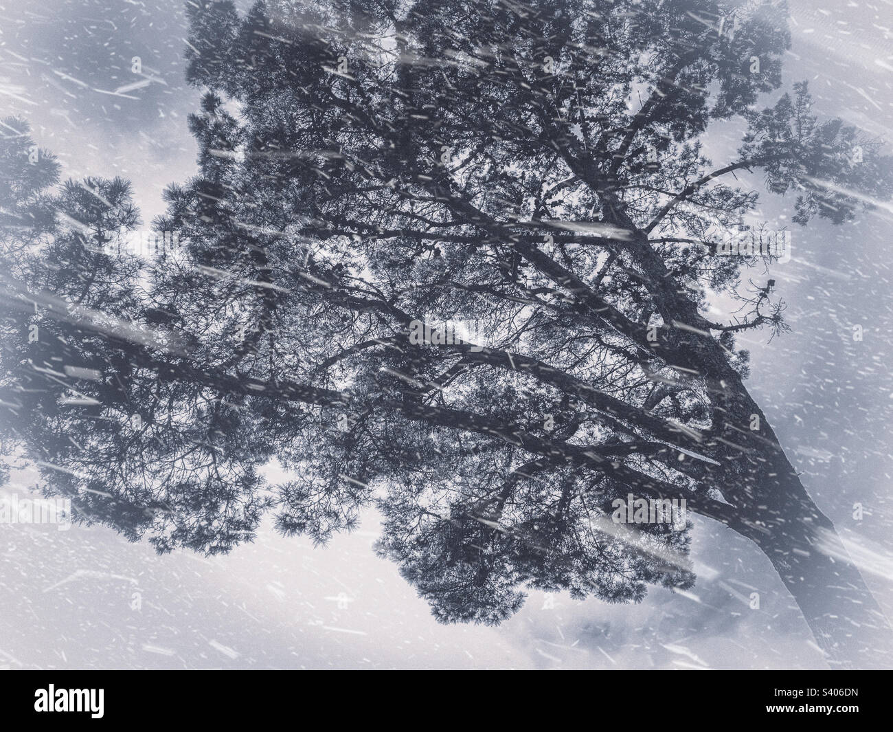 Giant pine tree hi-res stock photography and images - Alamy