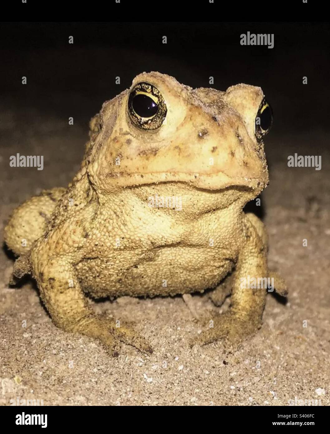 Toad in sand hi-res stock photography and images - Alamy