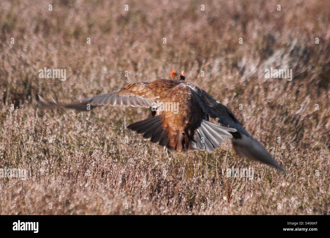 Grouse flight hi-res stock photography and images - Alamy