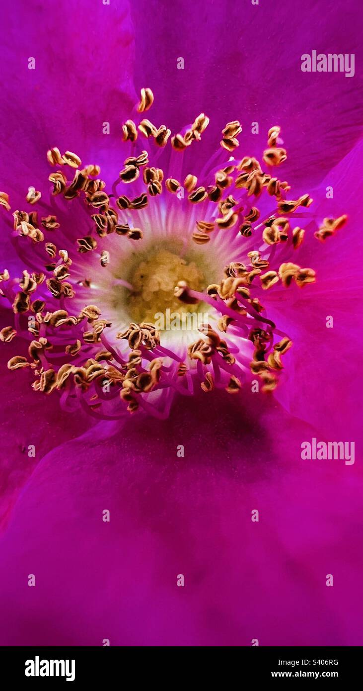 Inside a flower Stock Photo - Alamy