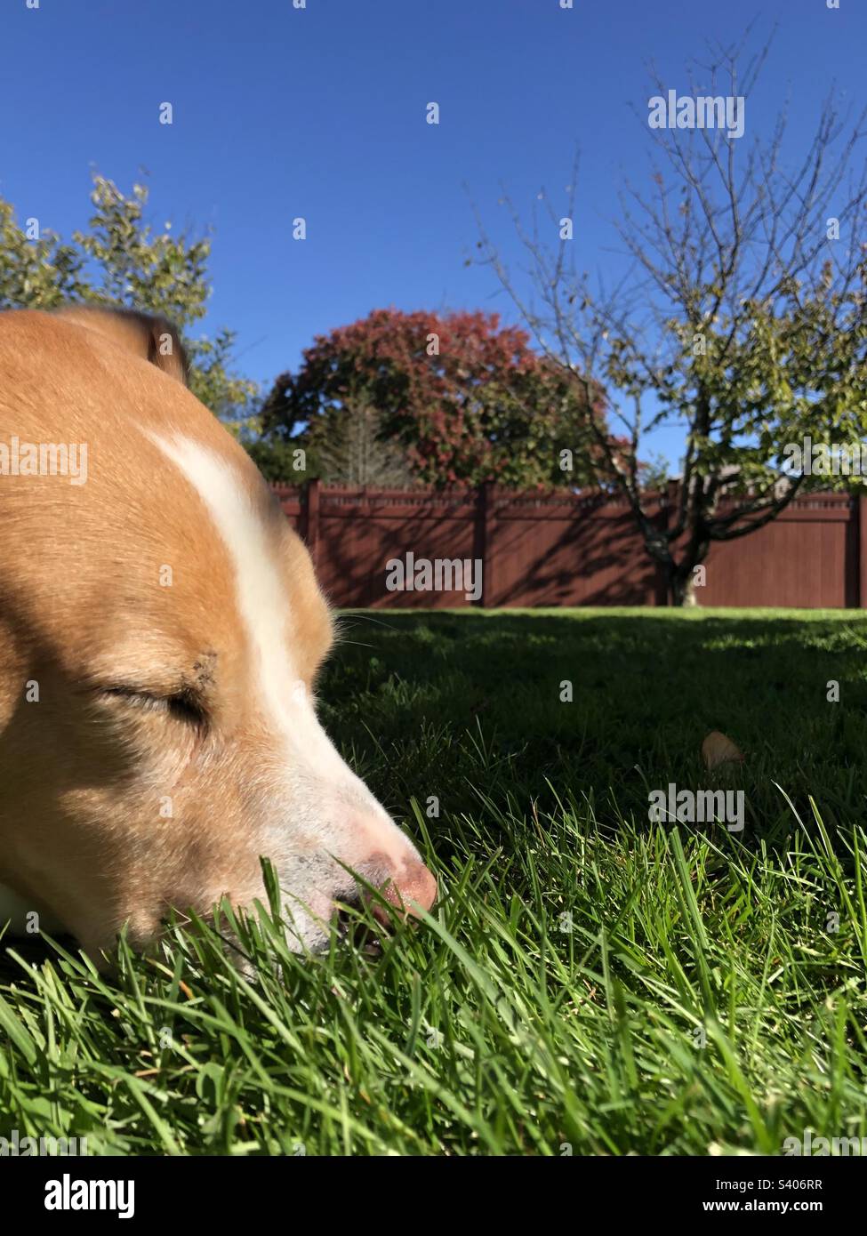 Smelling the grass Stock Photo - Alamy