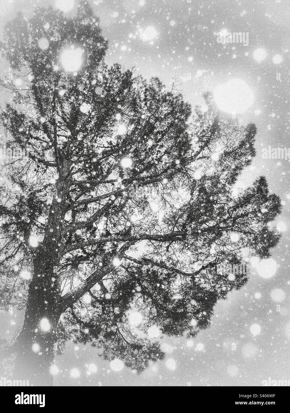 The giant pine tree in heavy snow at daytime Stock Photo - Alamy